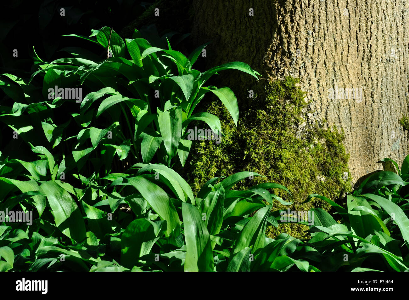 Wild garlic (Ransoms) with fresh green leaves growing at the base of a ...