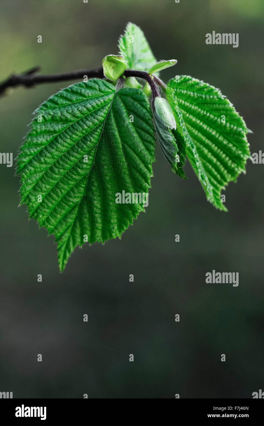 Close up of new Hazel leaves unfurling with a soft green background ...