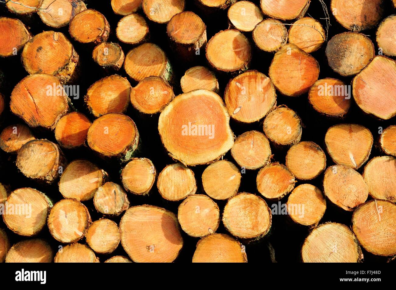 Timber stacks forming a patters Rhos Pembrokeshire Wales Cymru UK GB ...