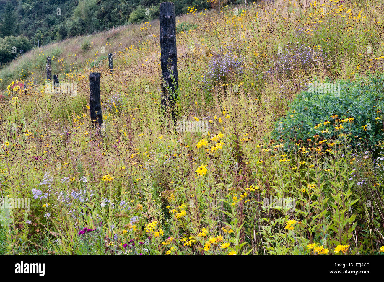 Cornwall uk prairie wildflowers hi-res stock photography and images - Alamy
