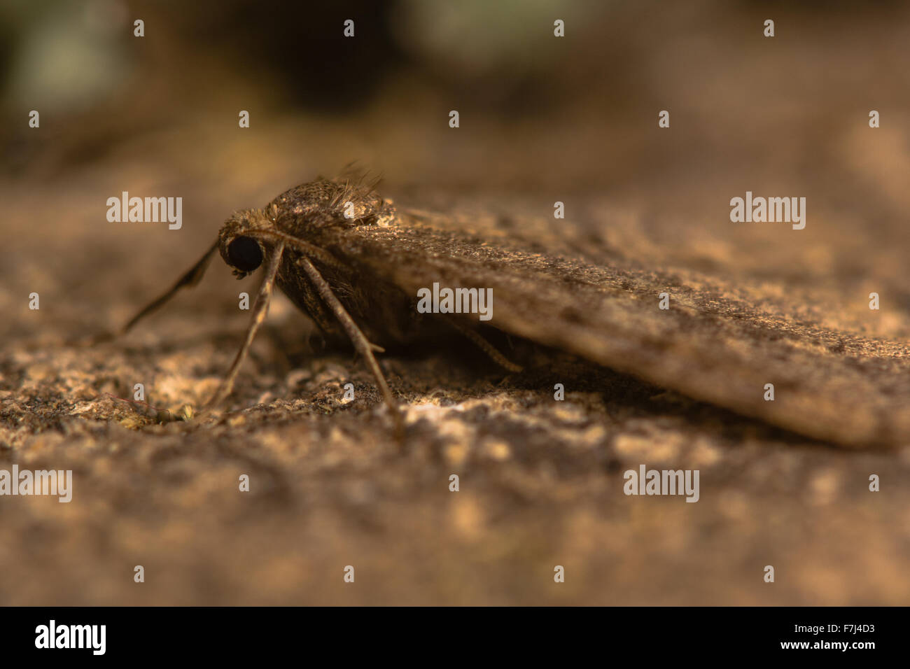 Winter moth (Operophtera brumata Stock Photo - Alamy