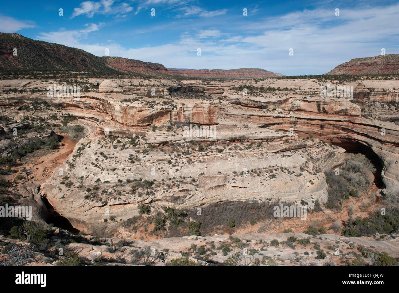 White Canyon, Natural Bridges National Monument, Utah, USA Stock Photo ...