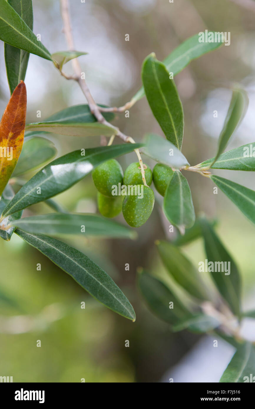 Tuscan olives growing at Altagnana village, Italy Stock Photo - Alamy