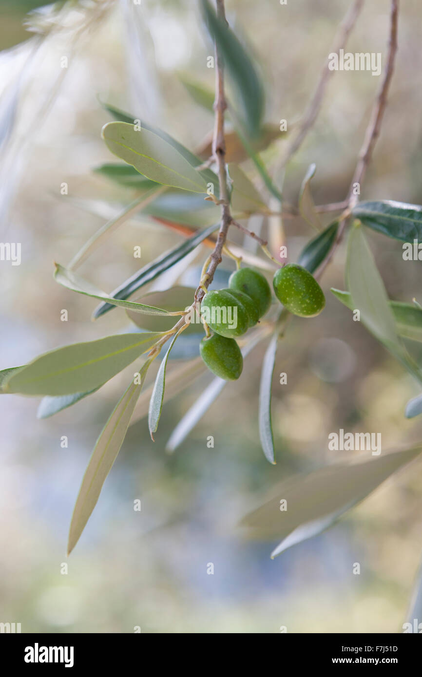 Tuscan olives growing at Altagnana village, Italy Stock Photo - Alamy