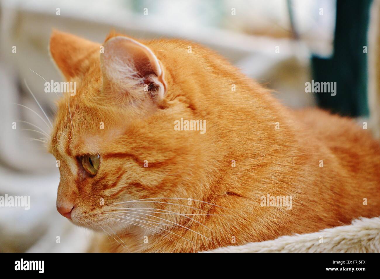 Black And Ginger Cat High Resolution Stock Photography and Images - Alamy