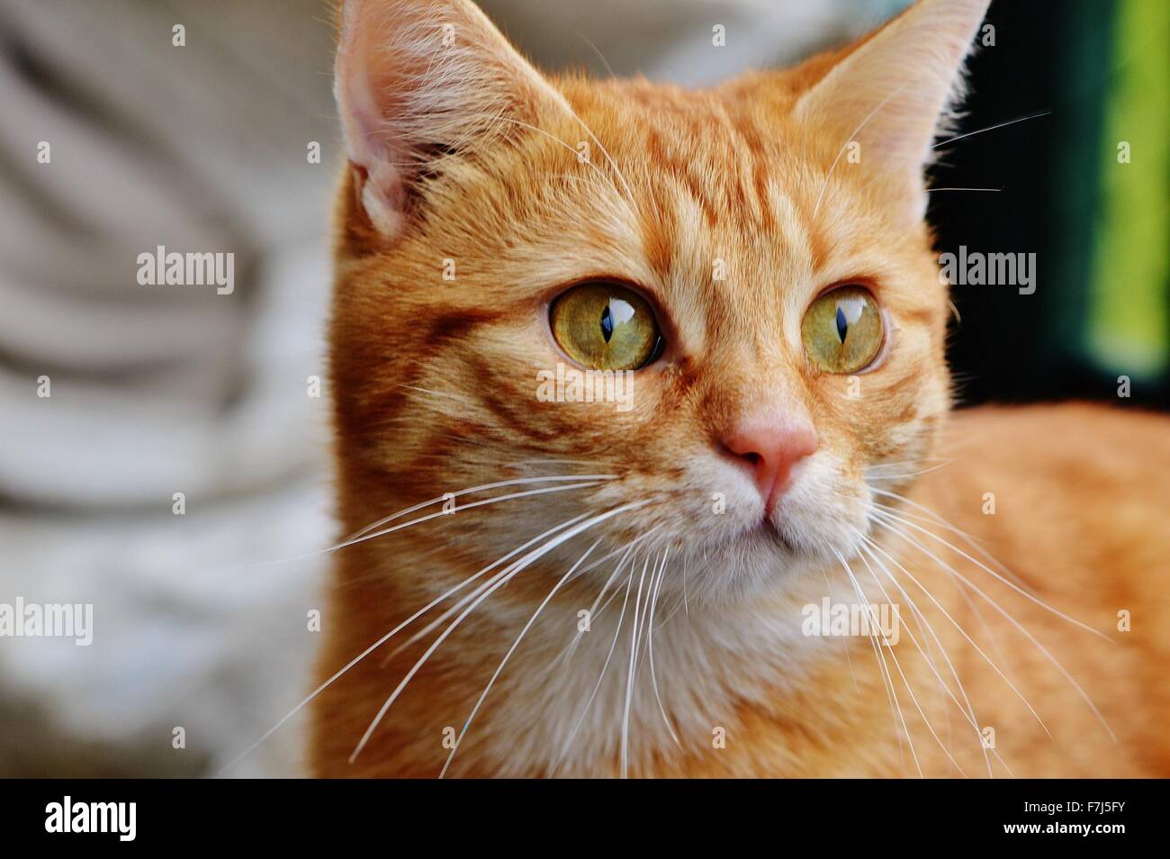 Ginger Tabby Stock Photos & Ginger Tabby Stock Images - Alamy