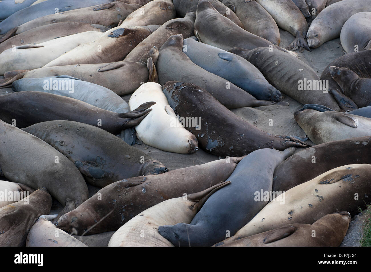 Large group of seals resting on beach Stock Photo - Alamy