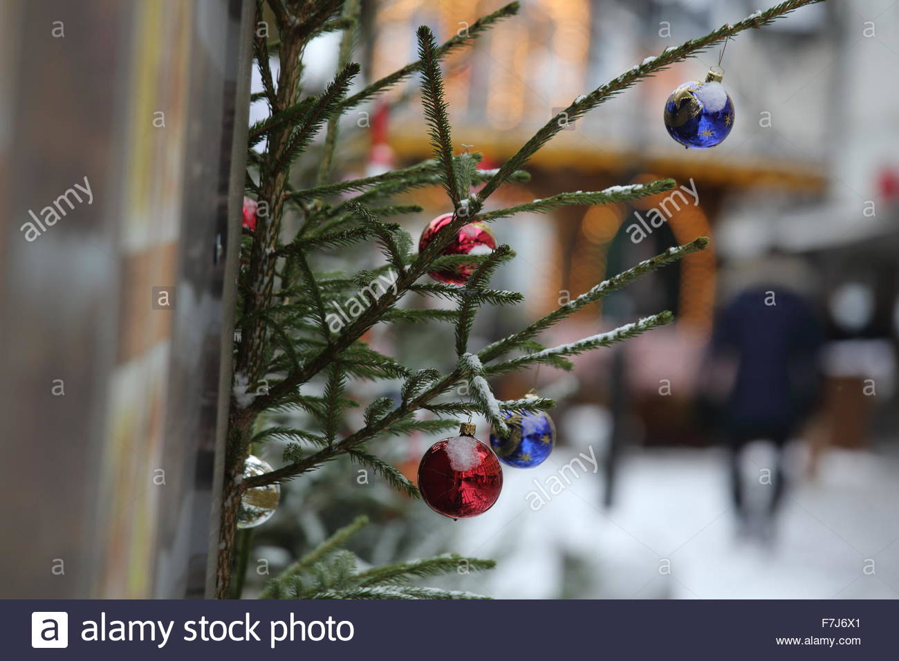 Christmas red and blue baubles hang from snowy branches of a tree in ...