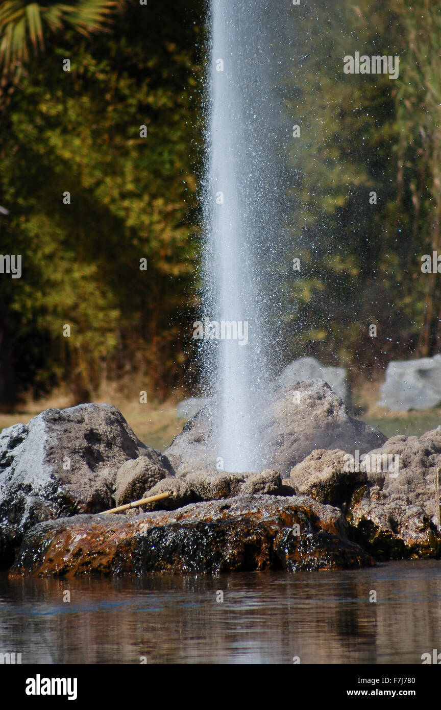 An eruption of the Old Faithful Geyser of California, in Calistoga ...
