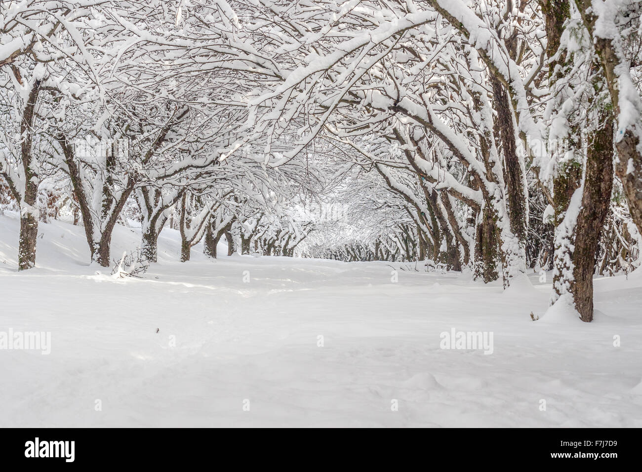 snowy winter landscape in a park Stock Photo - Alamy