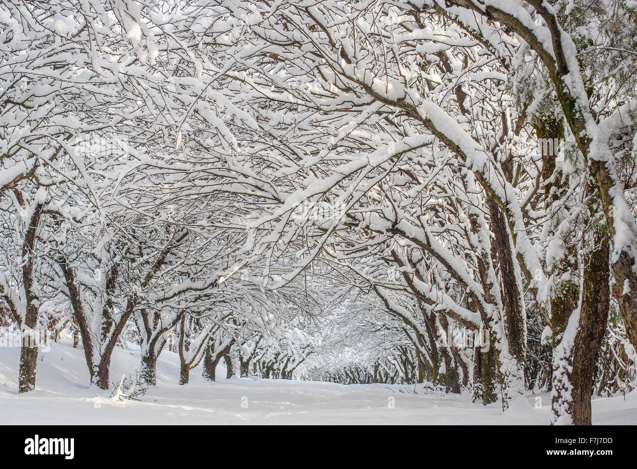 snowy winter landscape in a park Stock Photo - Alamy