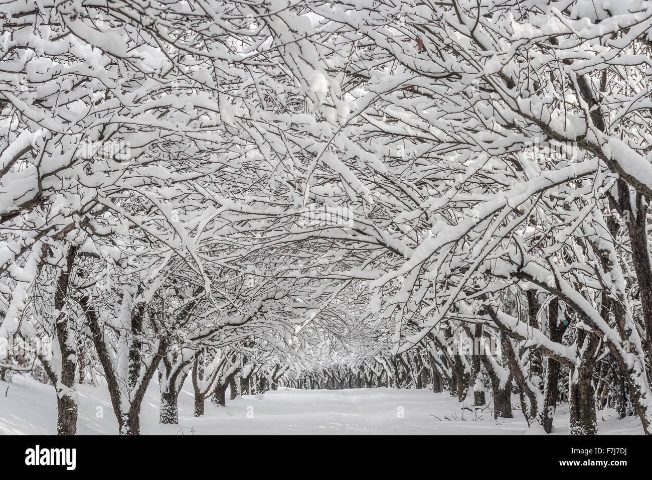 snowy winter landscape in a park Stock Photo - Alamy