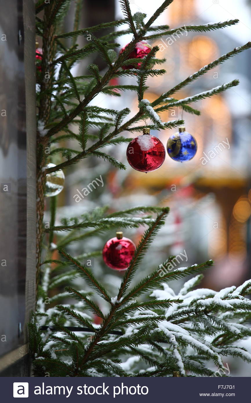 Christmas red and blue baubles hang from snowy branches of a tree in ...