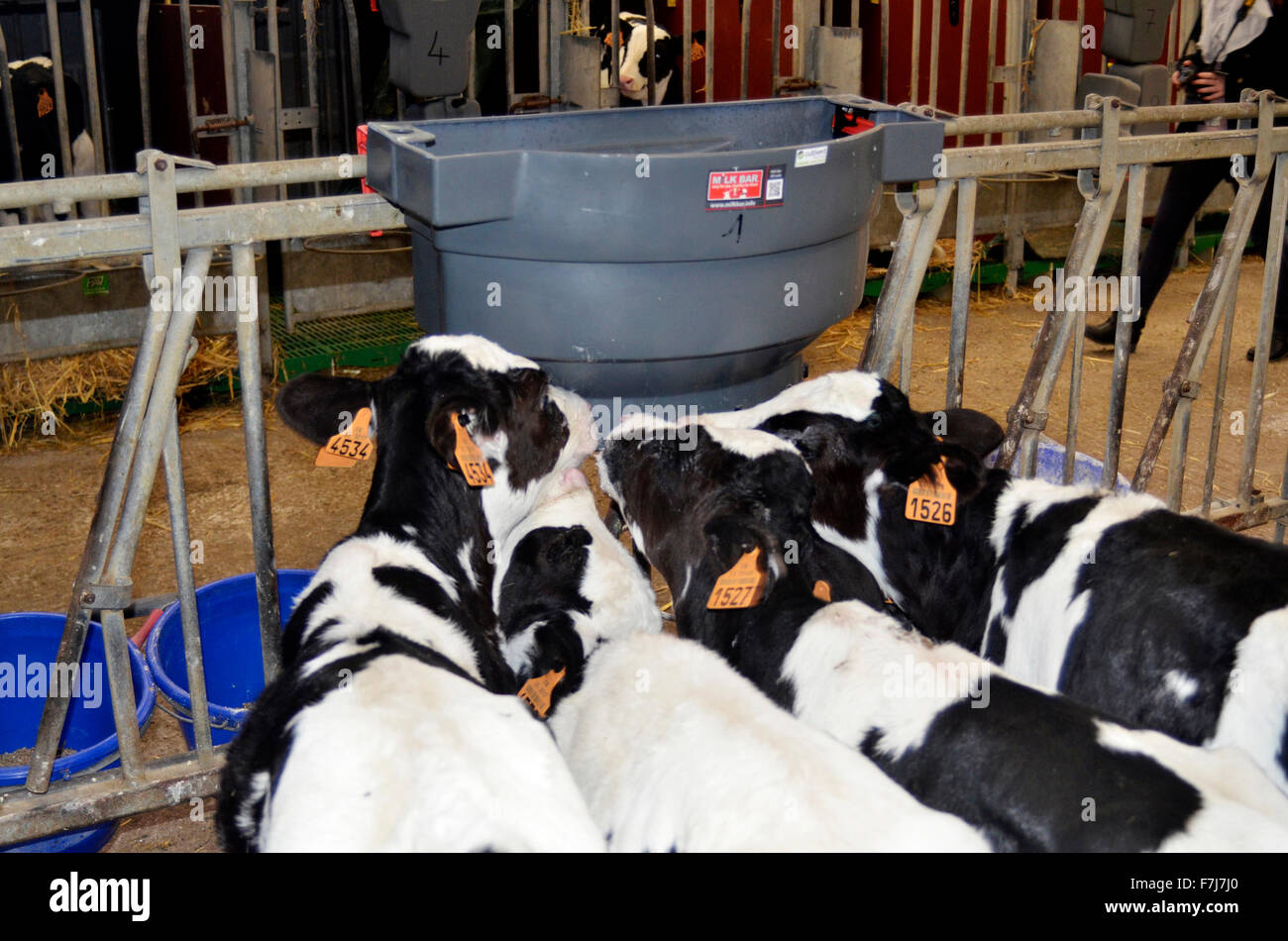 Cattle barns hi-res stock photography and images - Alamy