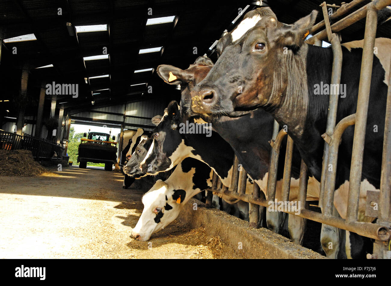 Cattle barns hi-res stock photography and images - Alamy