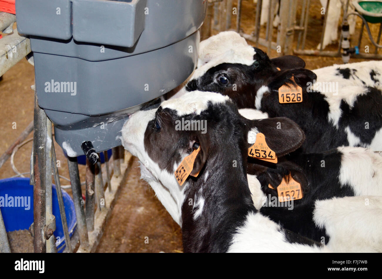 Cattleshed hi-res stock photography and images - Alamy