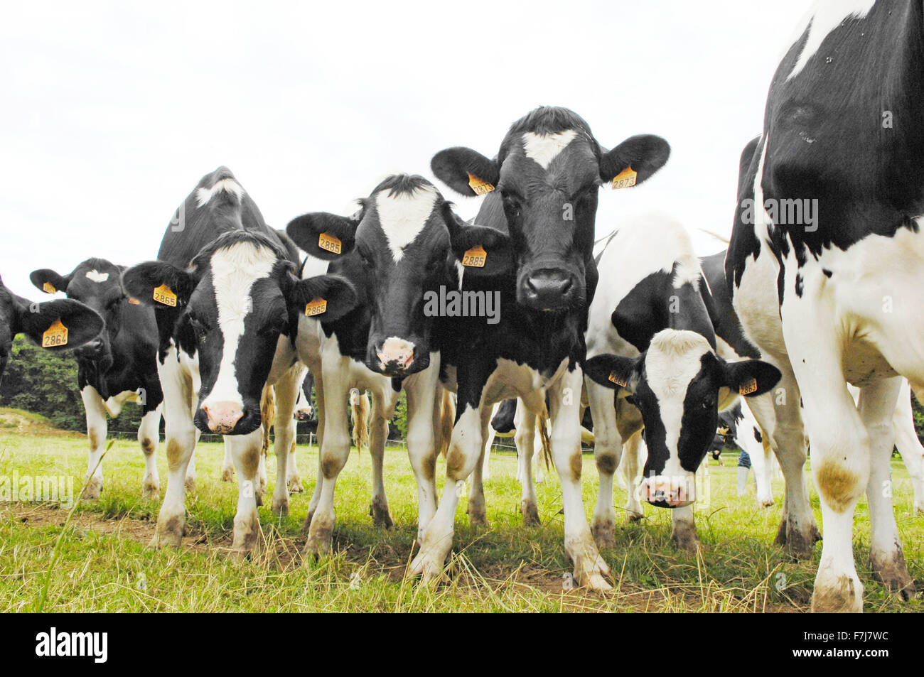 Animal husbandry agricultural breeding raising livestock grassland ...