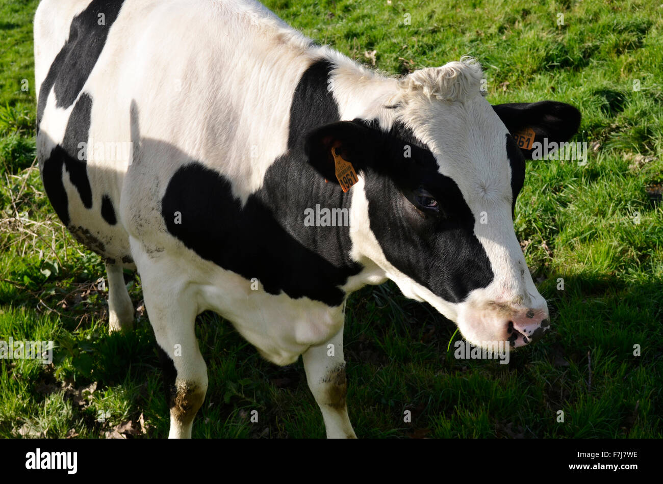 Animal husbandry agricultural breeding raising livestock grassland ...