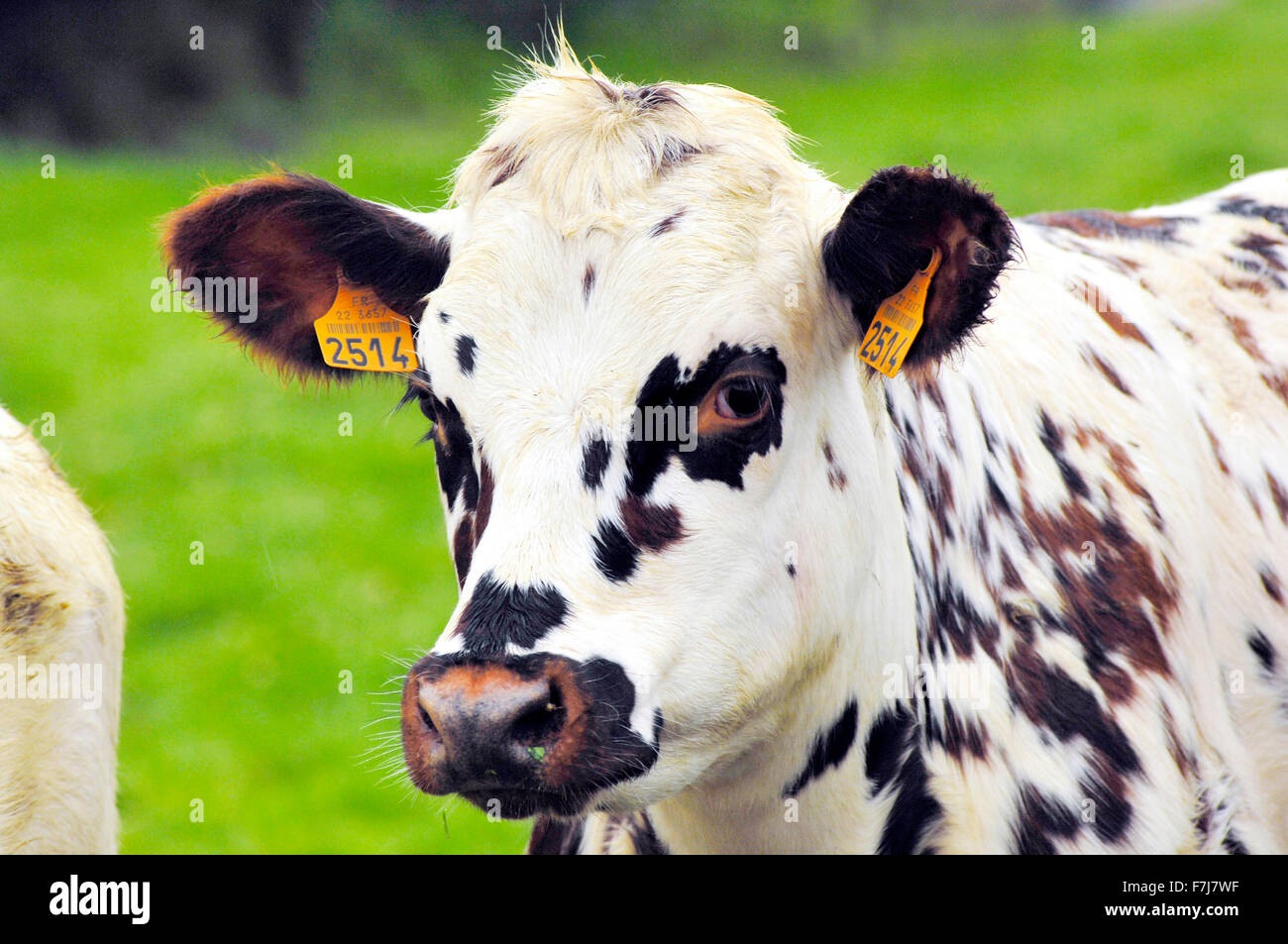 Animal husbandry agricultural breeding raising livestock grassland ...