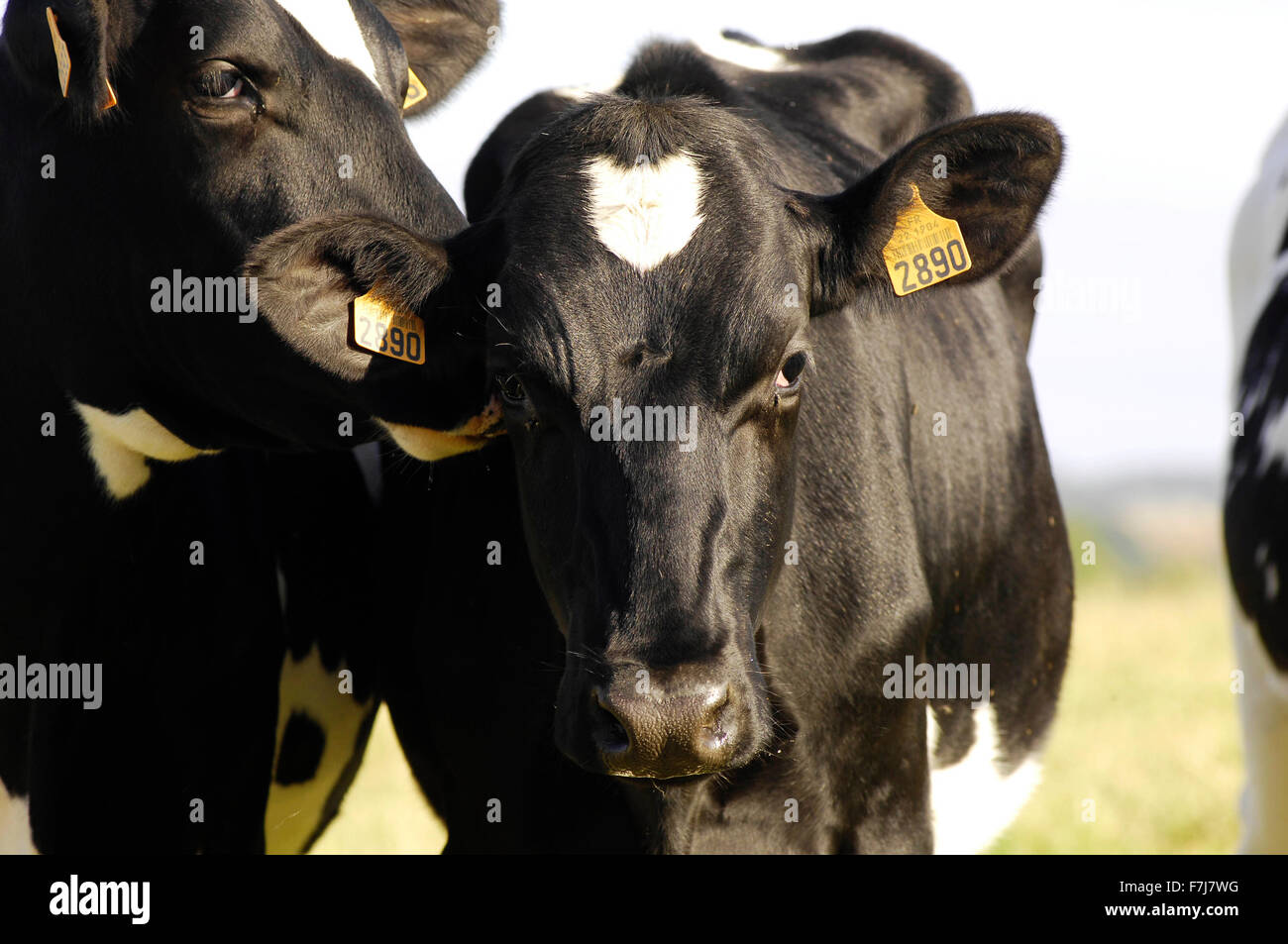 Raising stockbreeding hi-res stock photography and images - Alamy