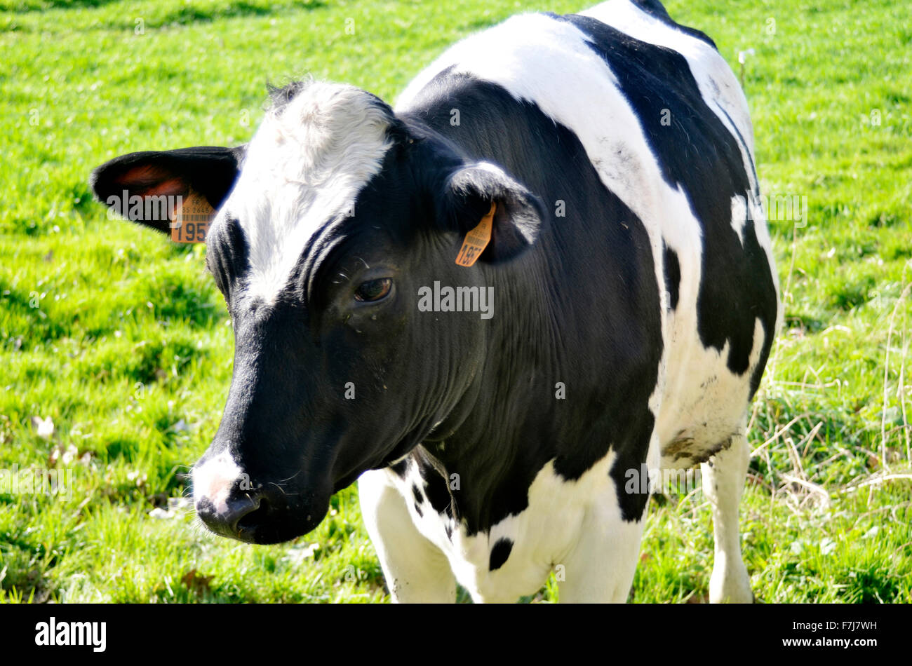 Animal husbandry agricultural breeding raising livestock grassland ...