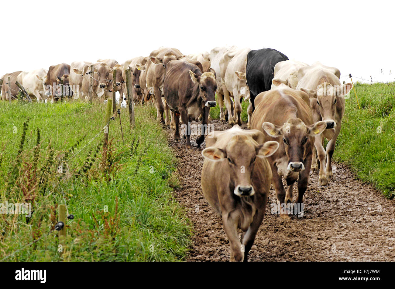 Indian cattle breeding hi-res stock photography and images - Alamy