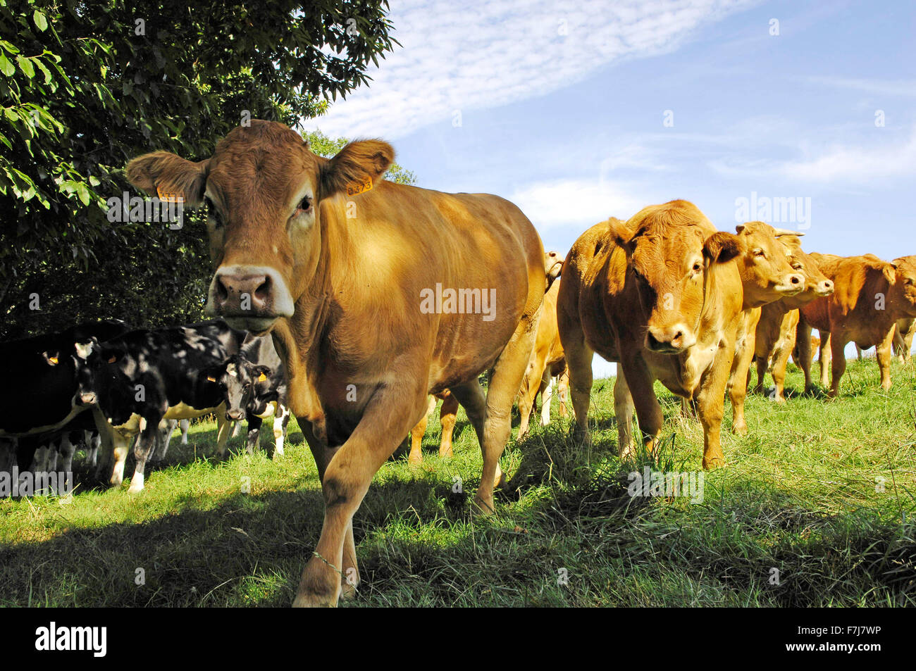 Animal husbandry agricultural breeding raising livestock grassland ...