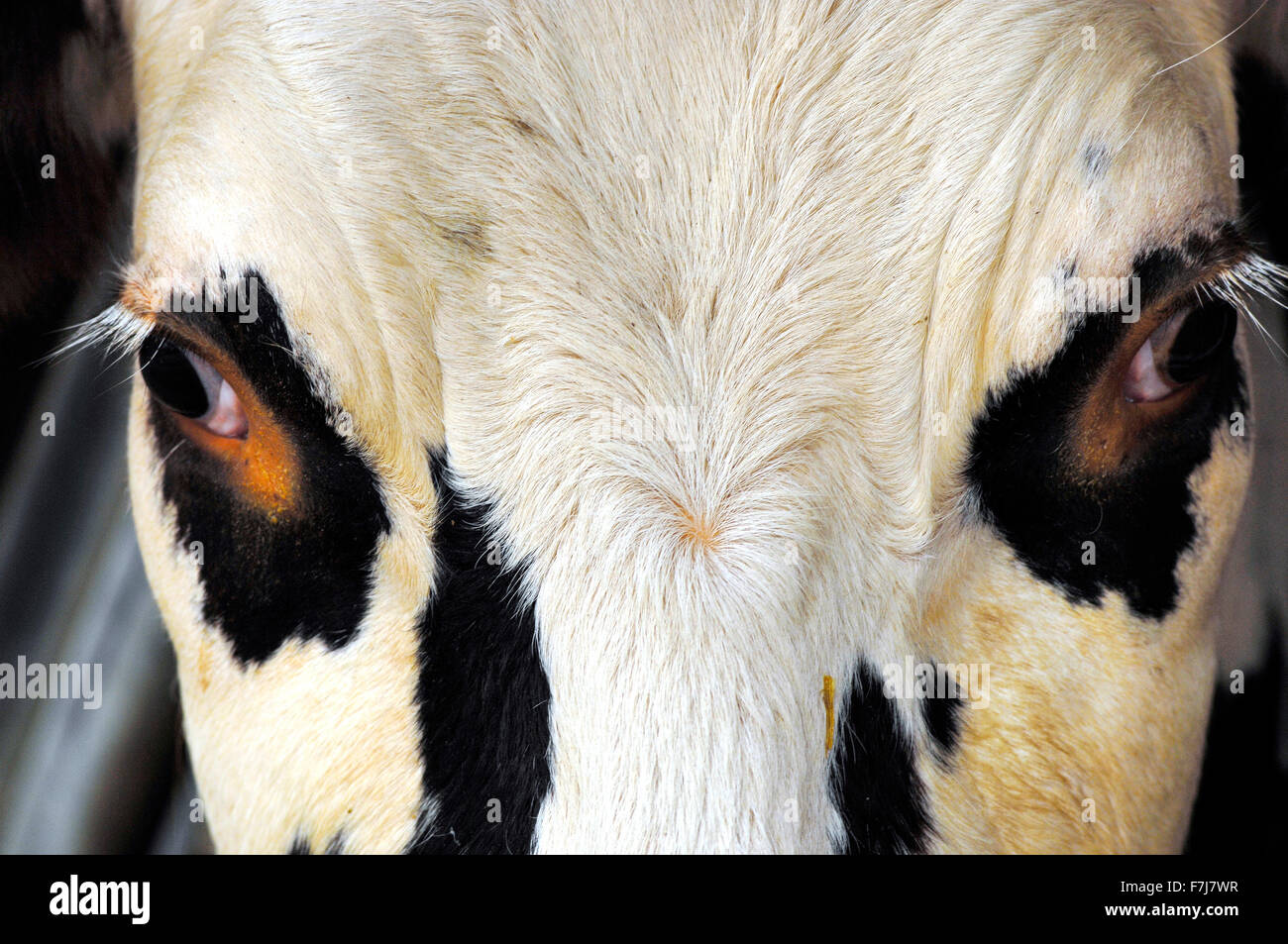 Raising eyes hi-res stock photography and images - Alamy