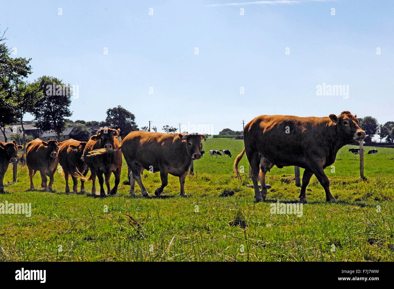 Animal husbandry agricultural breeding raising livestock grassland ...