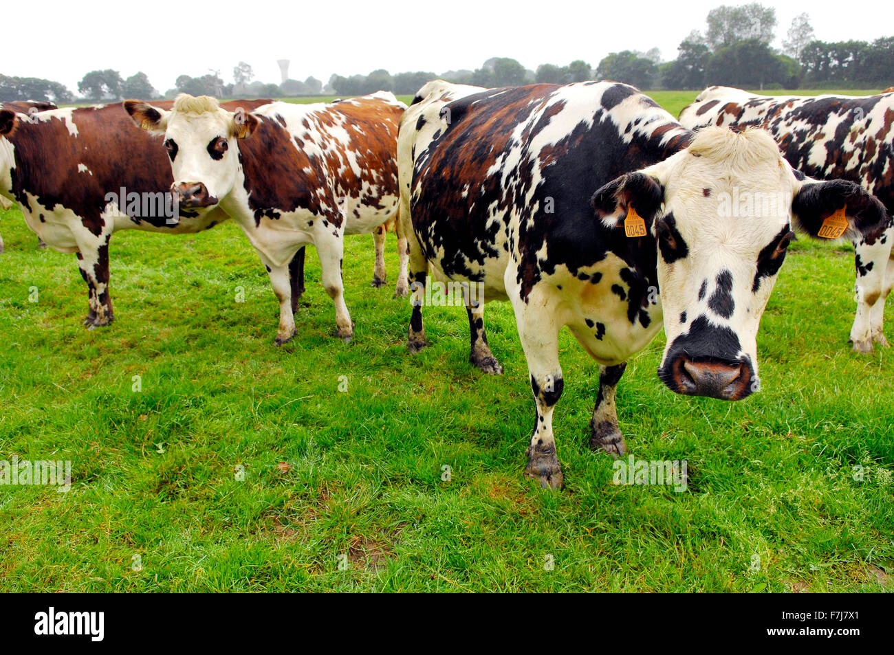 Animal husbandry agricultural breeding raising livestock grassland ...