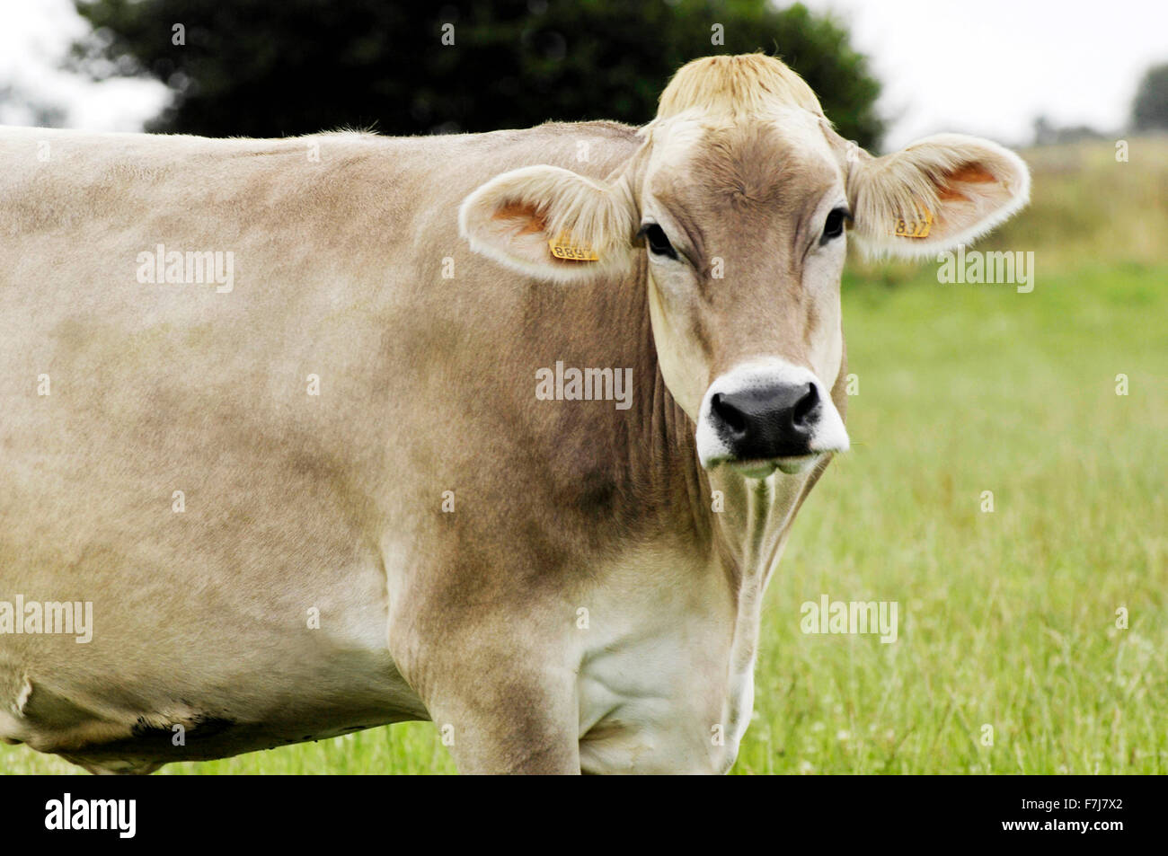 Animal husbandry agricultural breeding raising livestock grassland ...