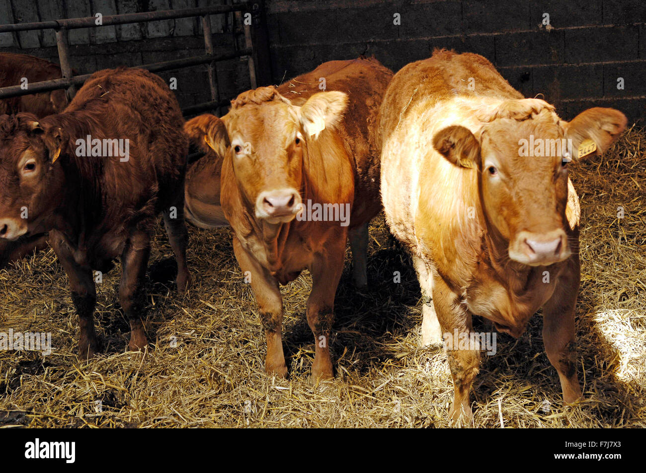 Raising animals hi-res stock photography and images - Alamy