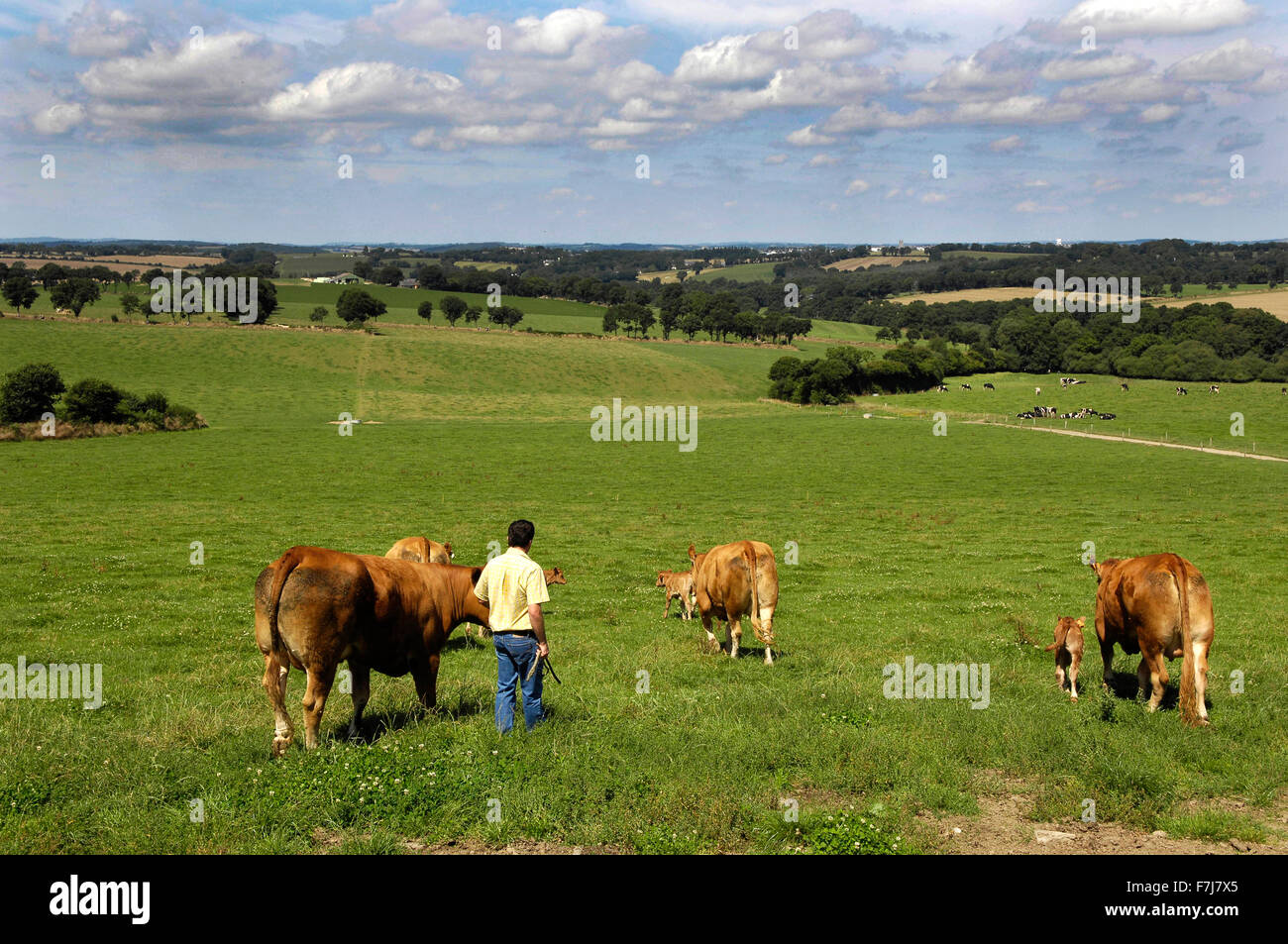 Animal husbandry agricultural breeding raising livestock grassland ...