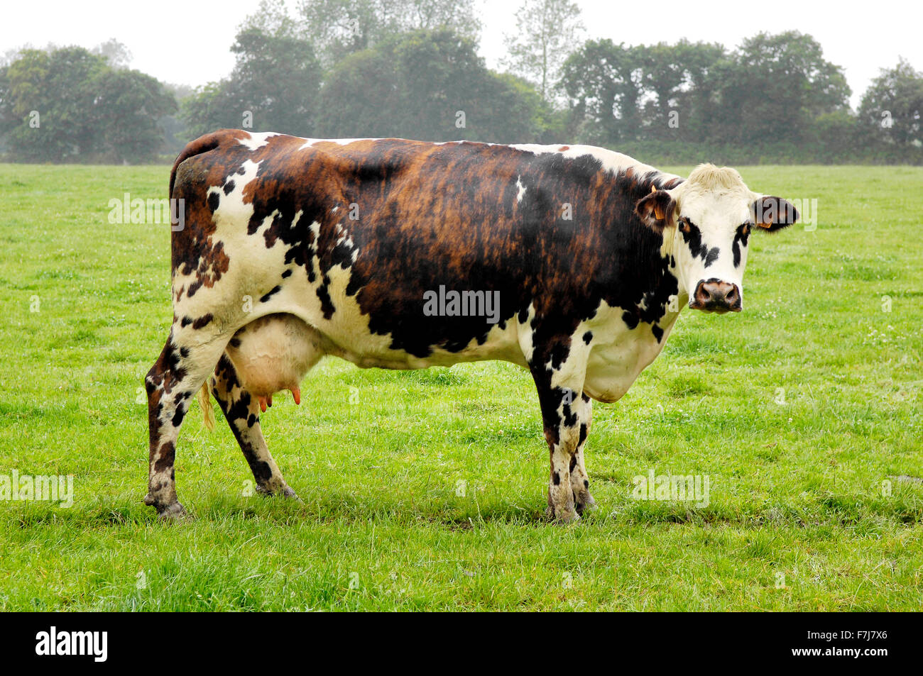Animal husbandry agricultural breeding raising livestock grassland ...