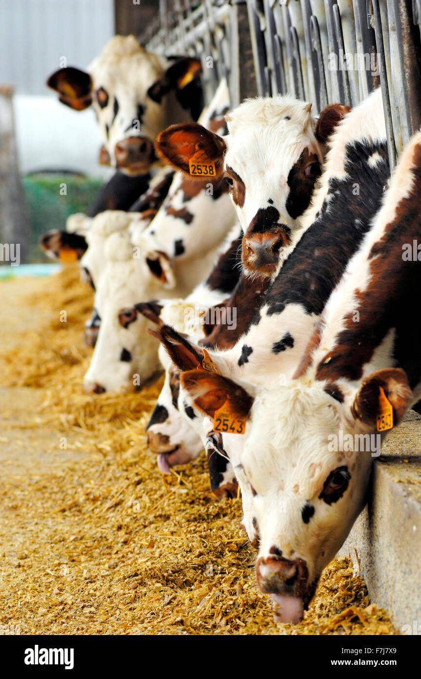 Barn raising hi-res stock photography and images - Alamy