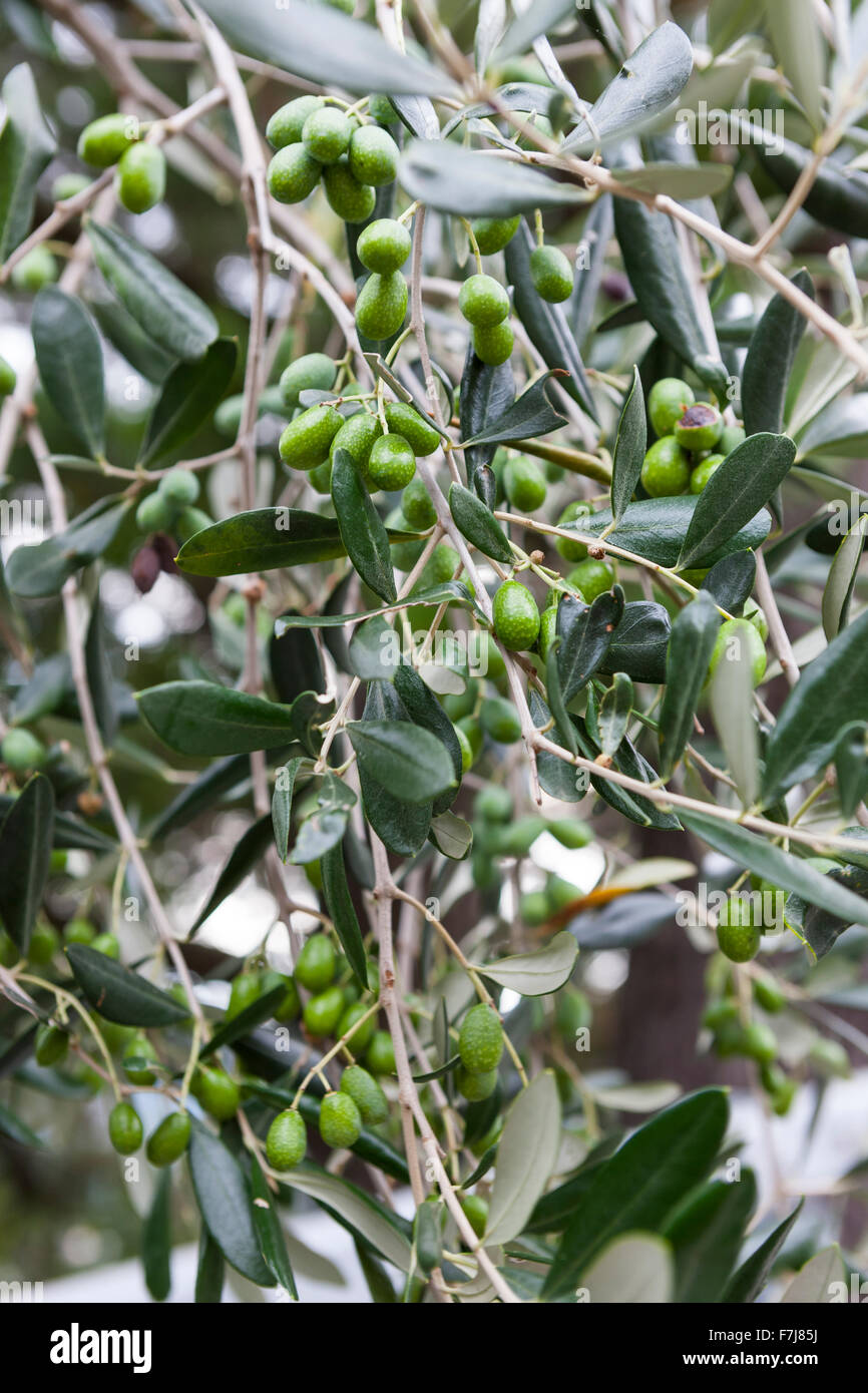 Tuscan olives at Altagnana village, Italy Stock Photo - Alamy