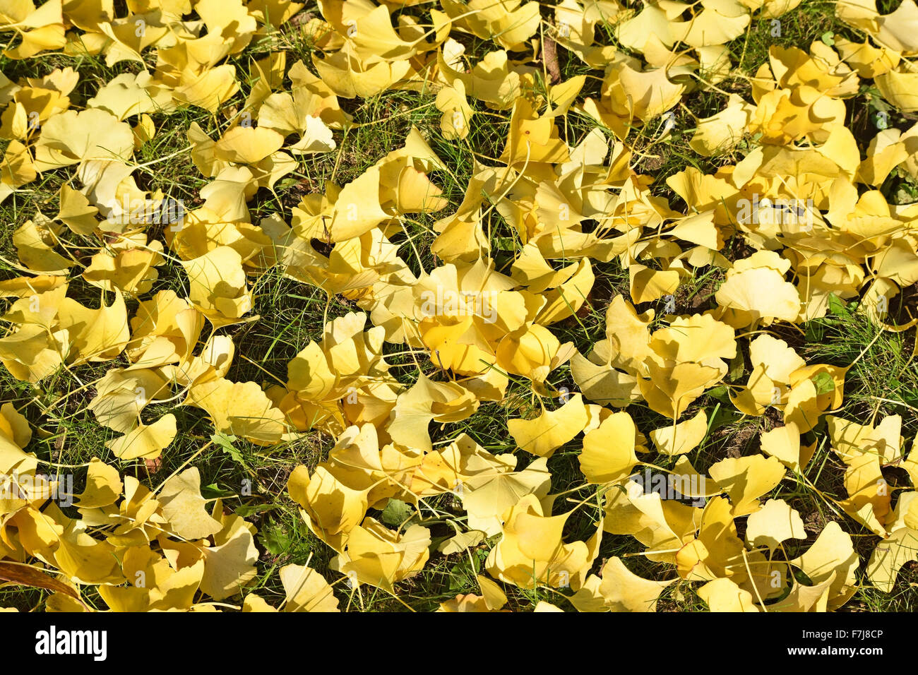 Gingko tree in autumn hi-res stock photography and images - Alamy