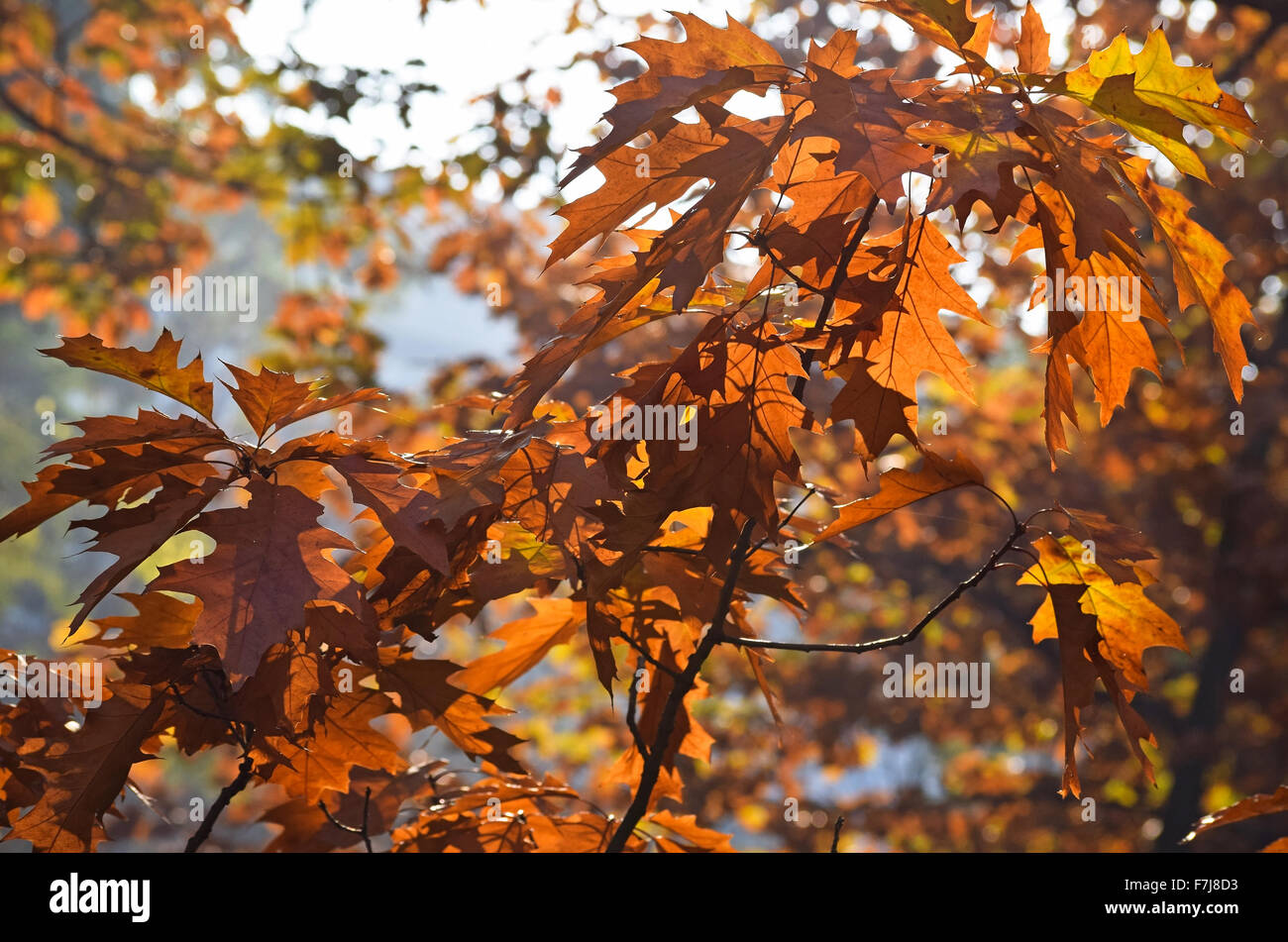 Tree with brown leaves hi-res stock photography and images - Alamy