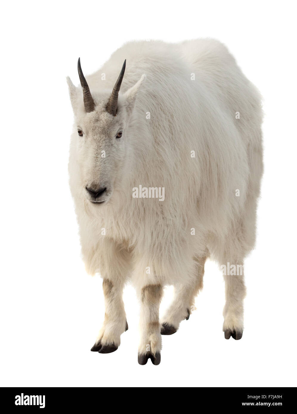 Barn goat Cut Out Stock Images & Pictures - Alamy
