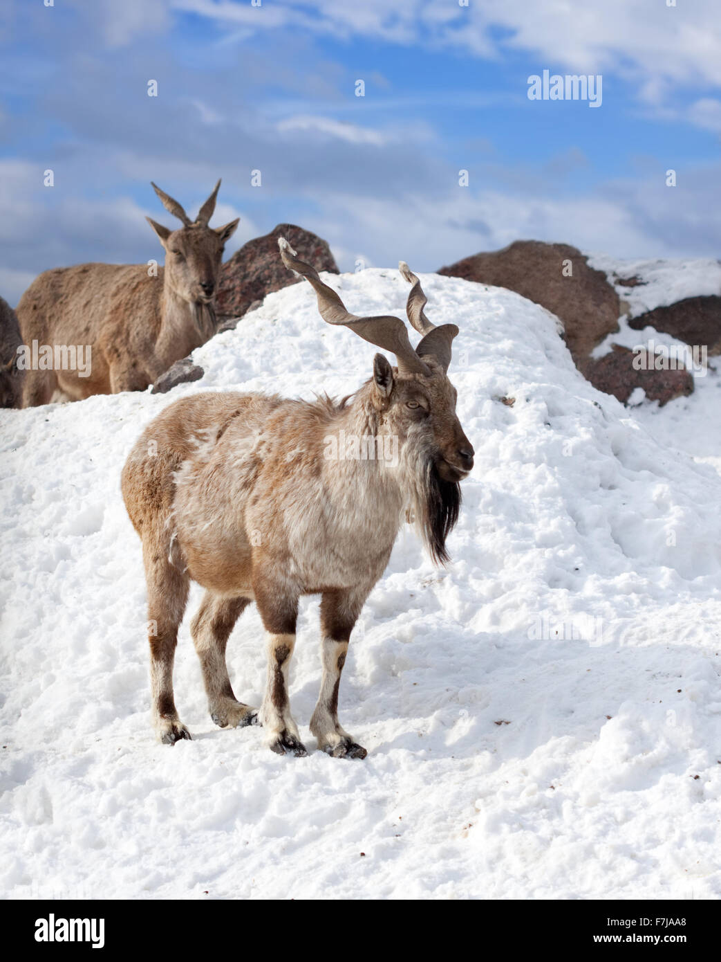 Markhor (Capra falsoneri) in wildness area Stock Photo - Alamy