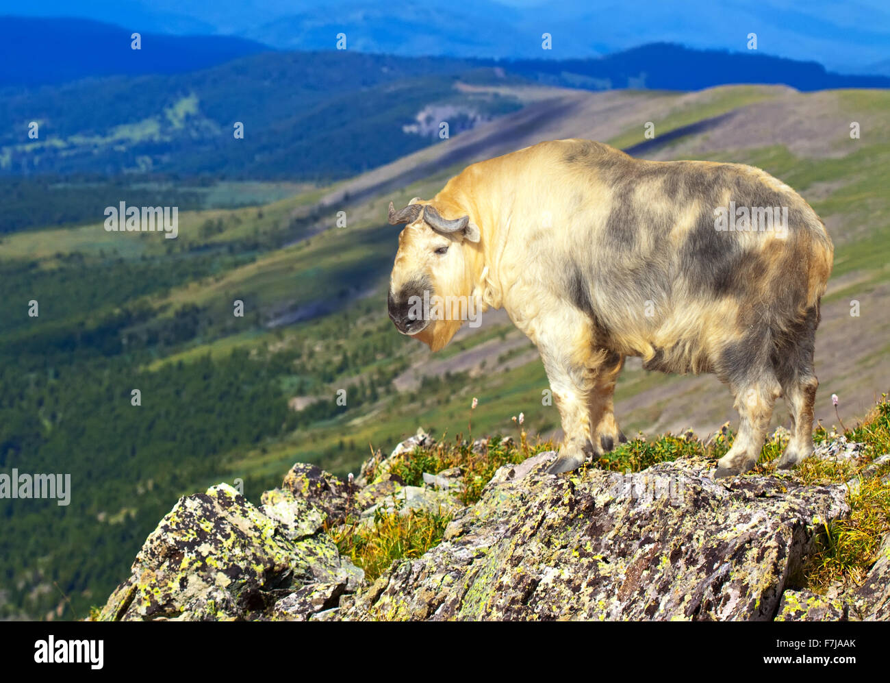 Takin (Budorcas taxicolor) in wildness area Stock Photo - Alamy