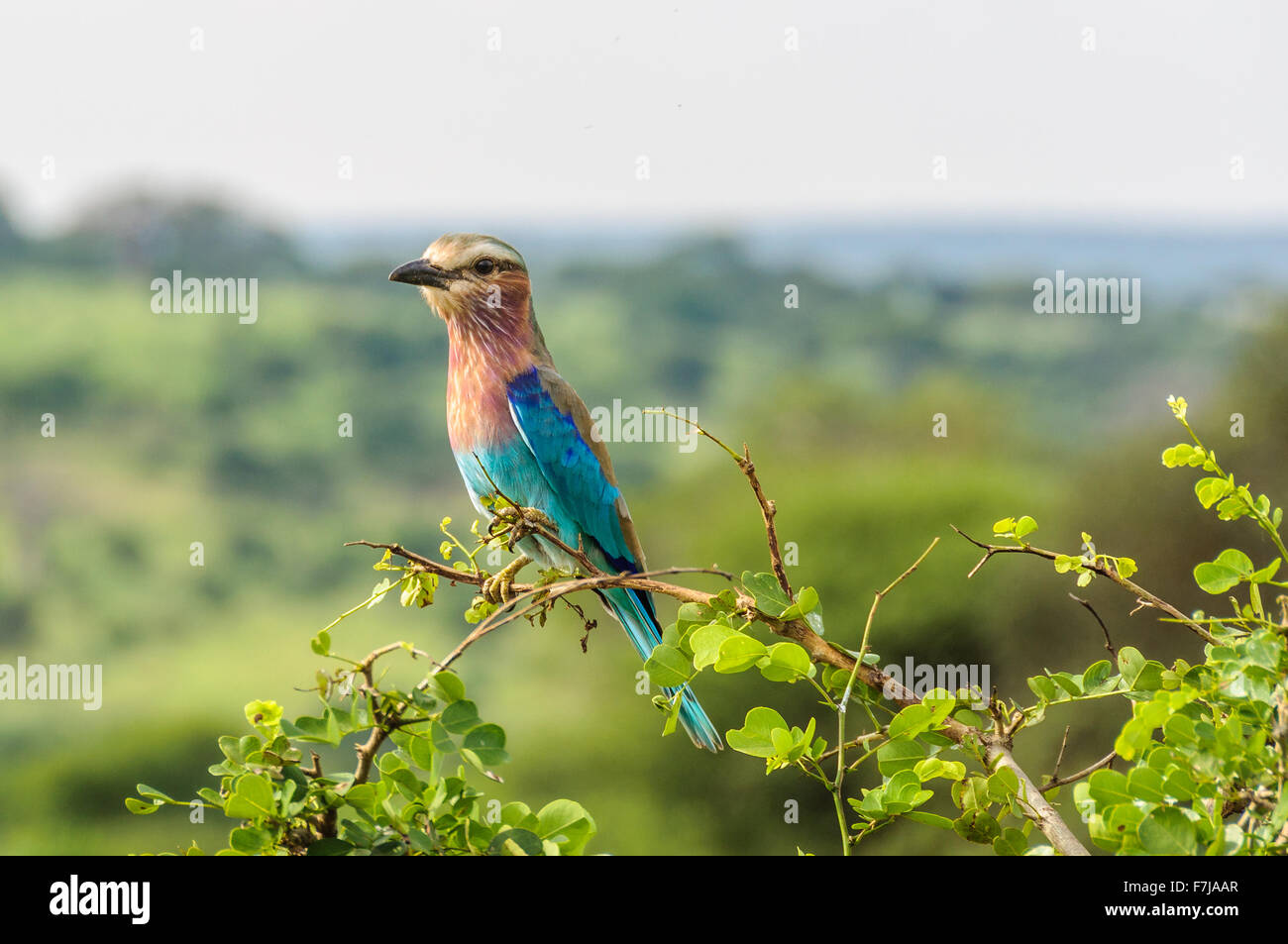 Tarangire bird hi-res stock photography and images - Alamy