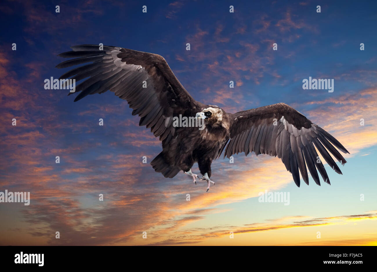 Flying black vulture against sunset sky background Stock Photo - Alamy
