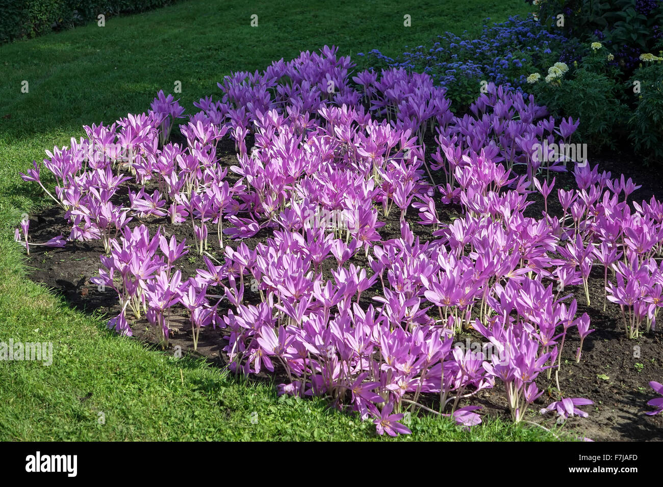 Autumn Crocus ( Colchicum autumnale Stock Photo - Alamy
