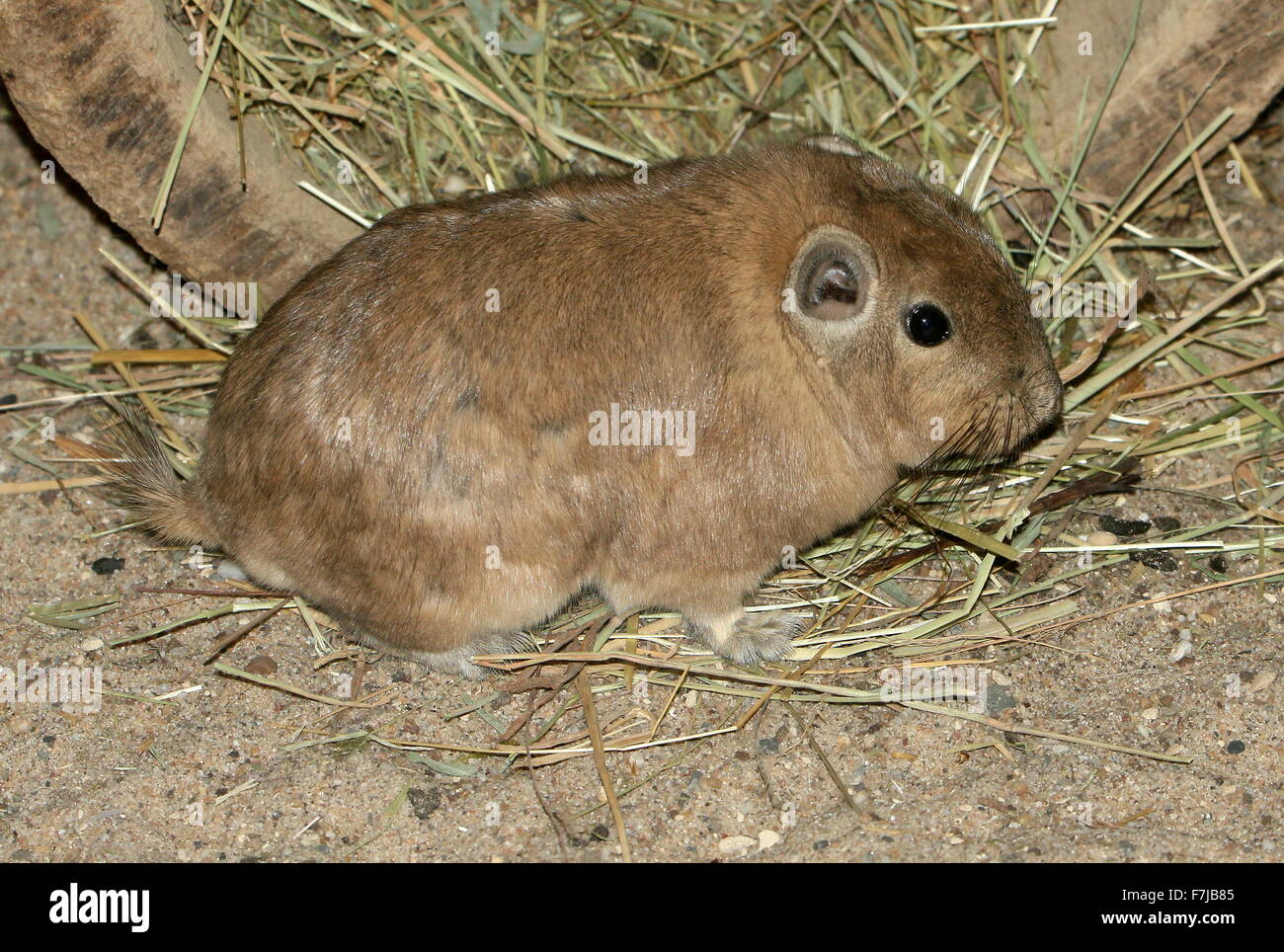 North African Common Gundi (Ctenodactylus gundi Stock Photo - Alamy