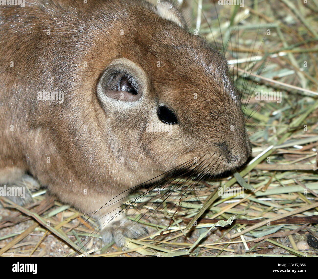 Gundi comun hi-res stock photography and images - Alamy
