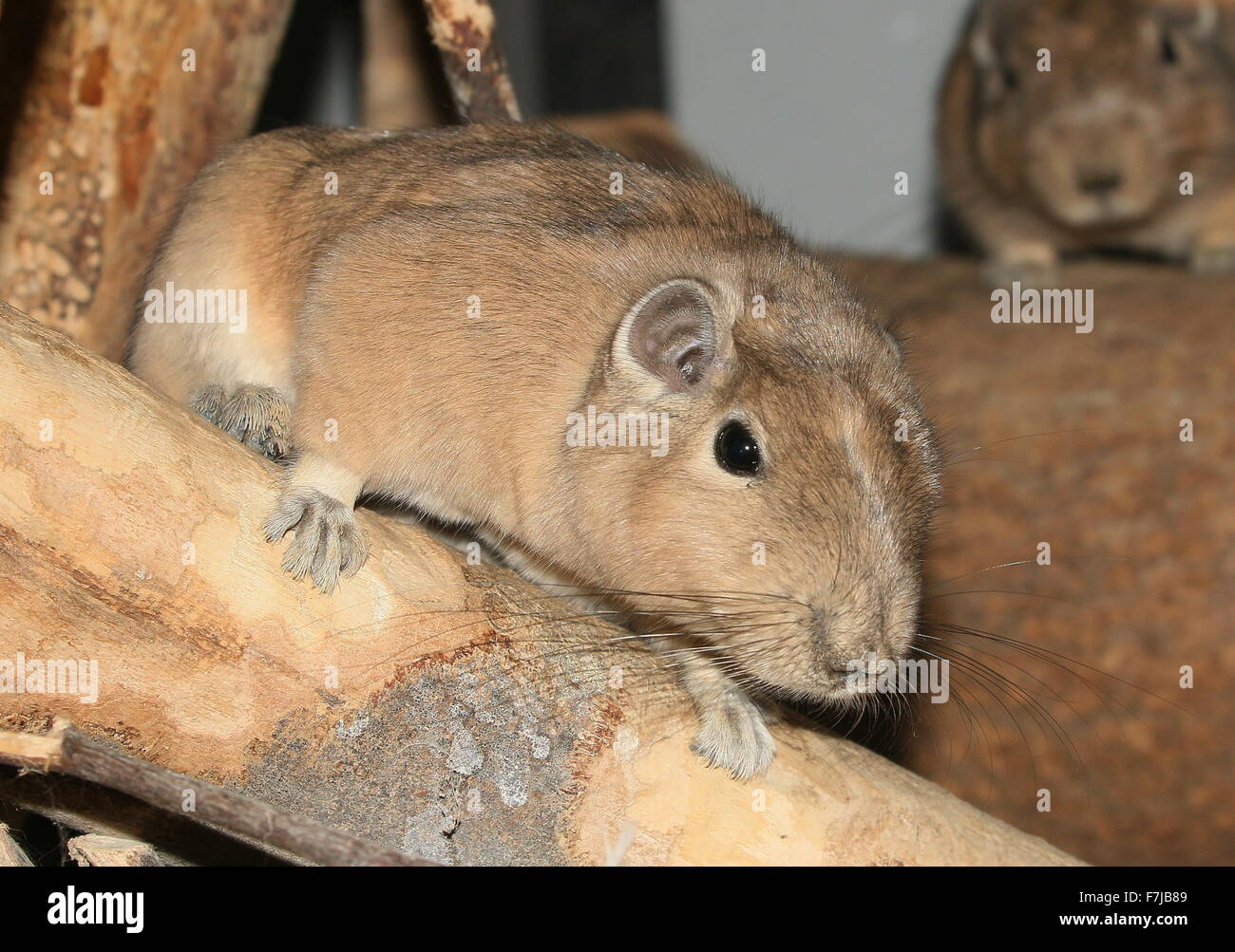Gundi comun hi-res stock photography and images - Alamy