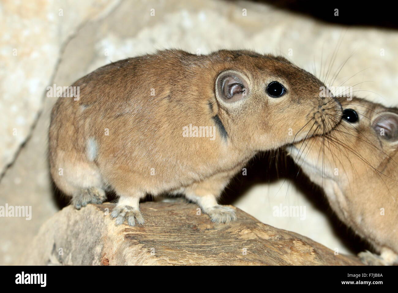 Gundi ctenodactylus gundi hi-res stock photography and images - Alamy