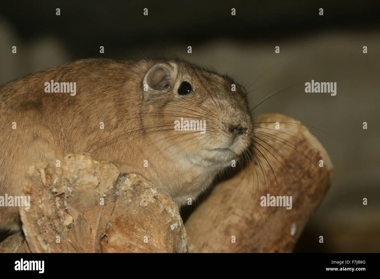 Gundi comun hi-res stock photography and images - Alamy