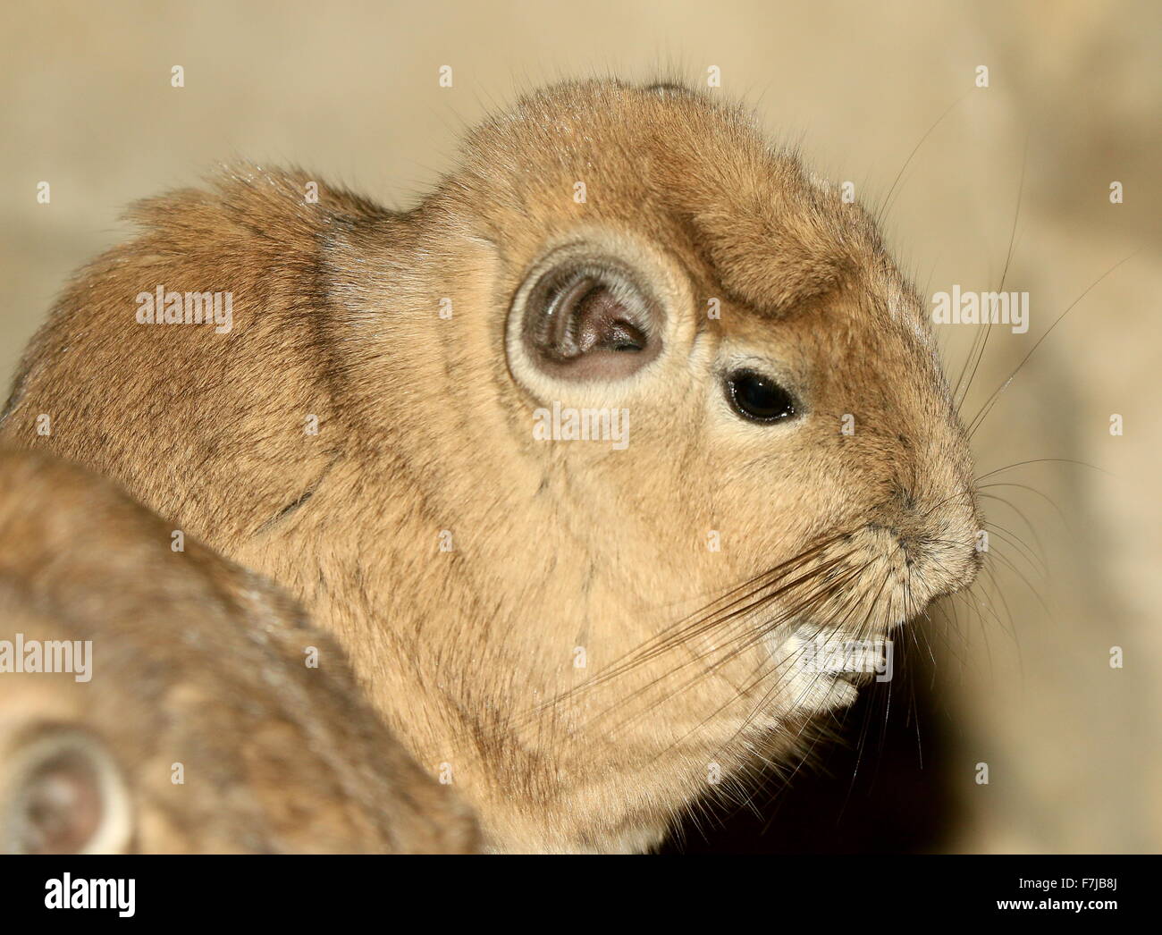 North African Common Gundi (Ctenodactylus gundi) munching on food held ...